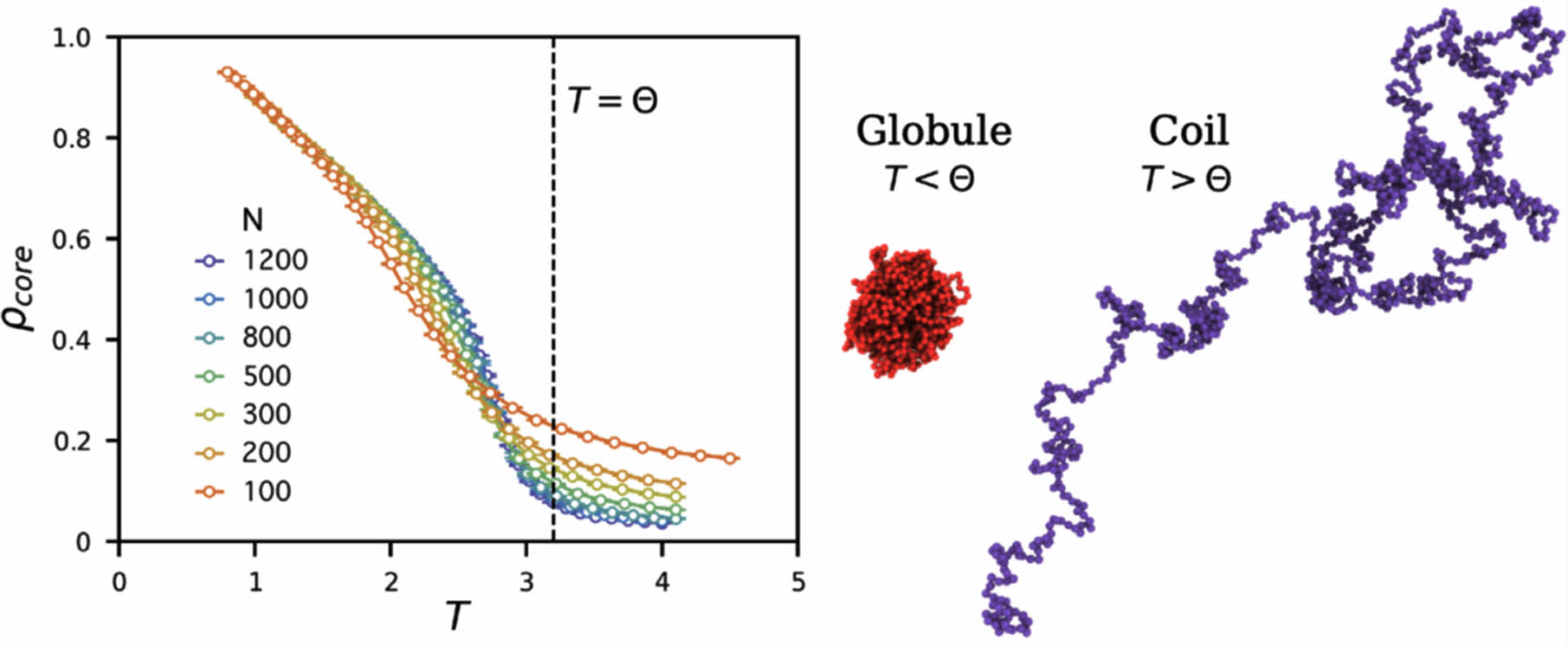 Keywords: coil-to-globule transition, structure of polymer globules ...